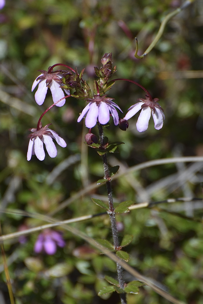 Bauera microphylla from Carrington Falls Rd, Robertson NSW 2577 ...