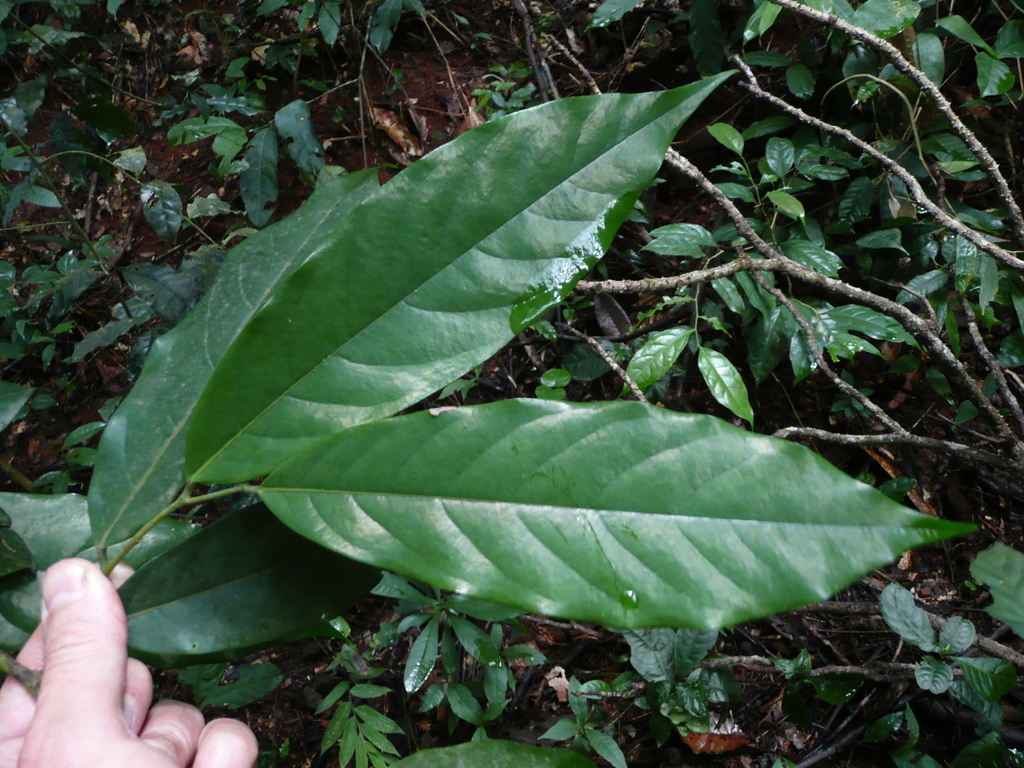 (Annickia polycarpa) - Botanical Realm