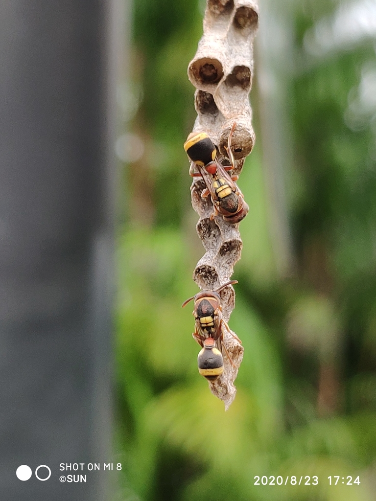 Ropalidia jacobsoni from Jurong East, Singapore on August 23, 2020 at ...