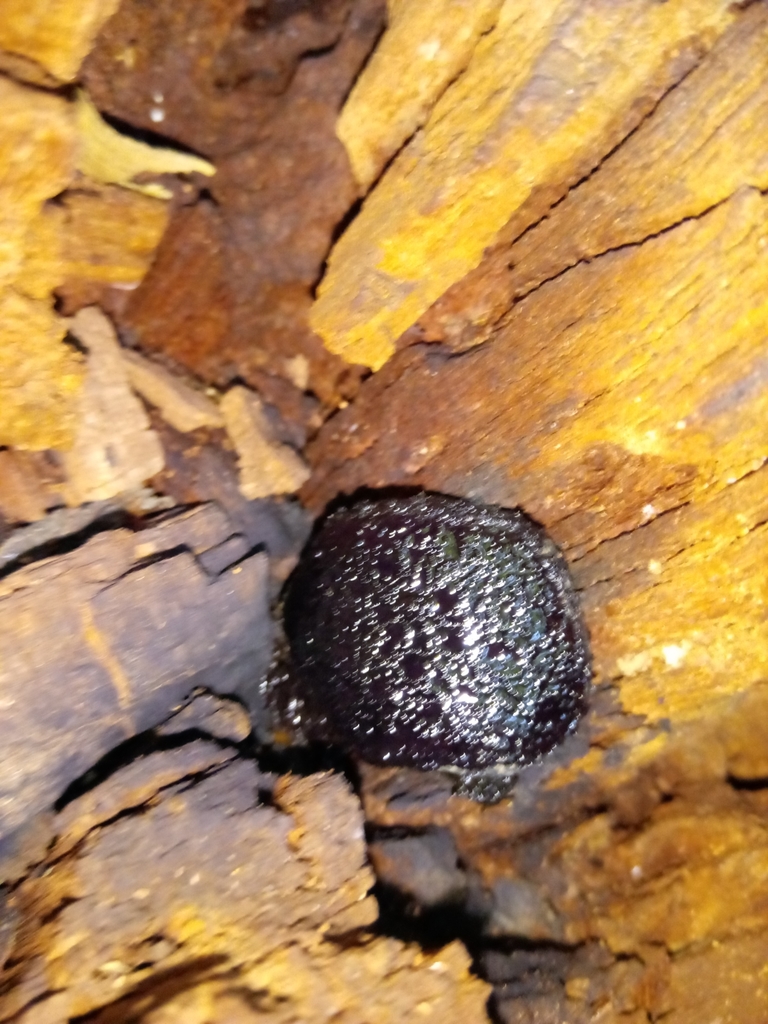 Dog's nose fungus from Sugar Creek Township, IN, USA on August 22, 2020 ...