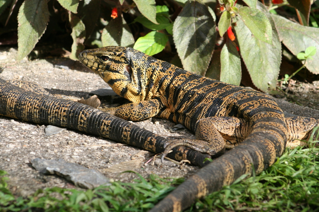 Gold Tegu (Reptiles ) · iNaturalist