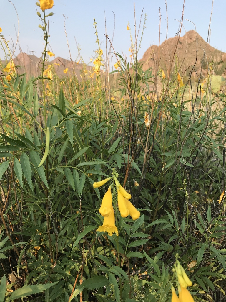 Tecoma stans angustata from Las Cruces, NM, US on August 23, 2020 at 07 ...
