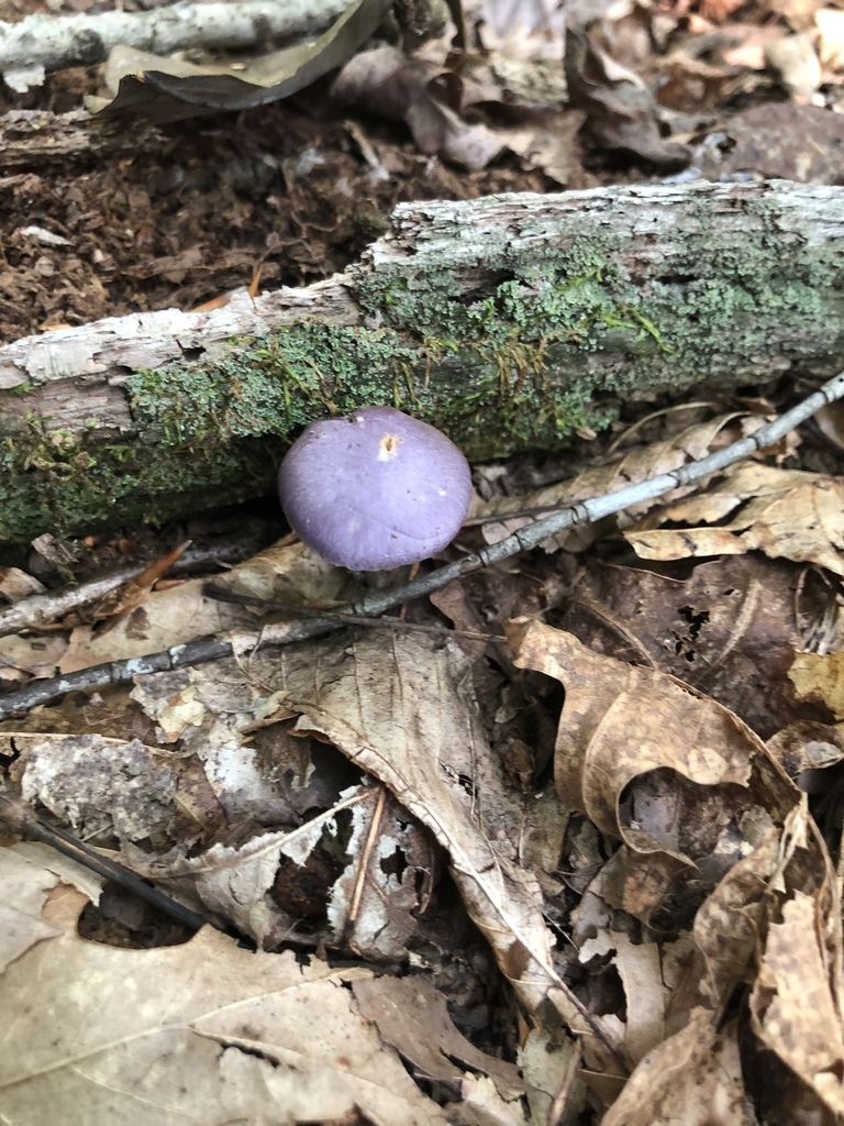Viscid Violet Cort in August 2020 by brethuber · iNaturalist