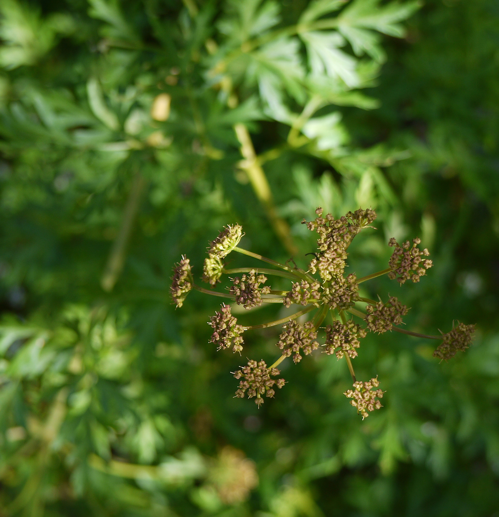 Tauschia parishii (Tejon Ranch East Mohave Wildflowers) · iNaturalist