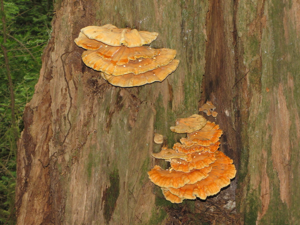 Conifer Chicken of the Woods from Capital, BC, Canada on August 19 ...