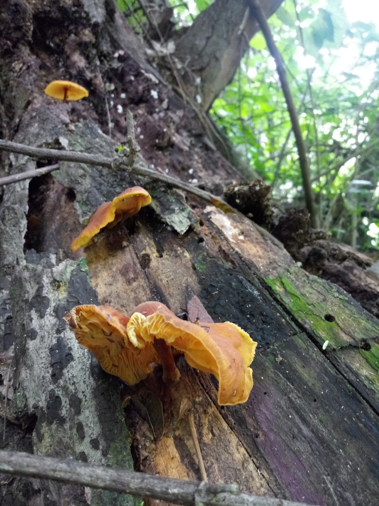 Heimiomyces tenuipes from Minatitlán, Col., México on August 21, 2020 ...