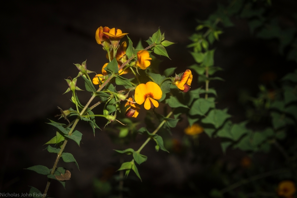 spiny bush-pea from Bora Ridge NSW 2471, Australia on August 19, 2020 ...