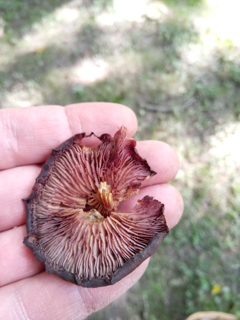 Purple-edged Lute from Montgomery County, US-IN, US on August 22, 2020 ...