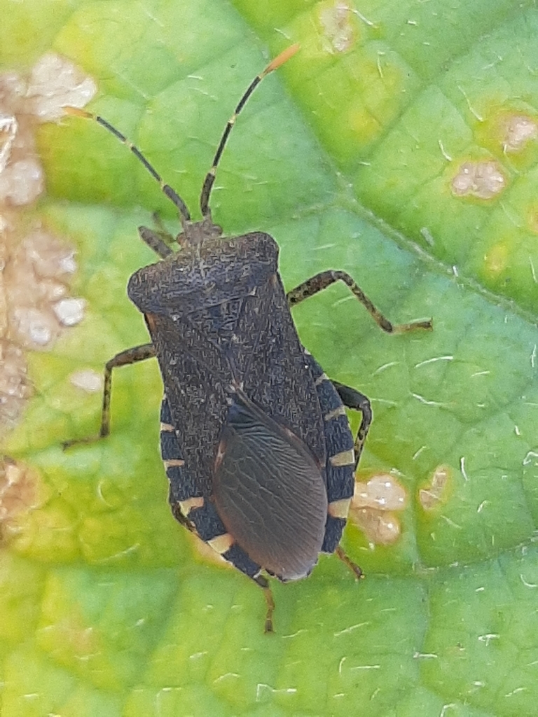 Horned Squash Bug from Hampton, NB E5N 3A5, Canada on August 22, 2020 ...
