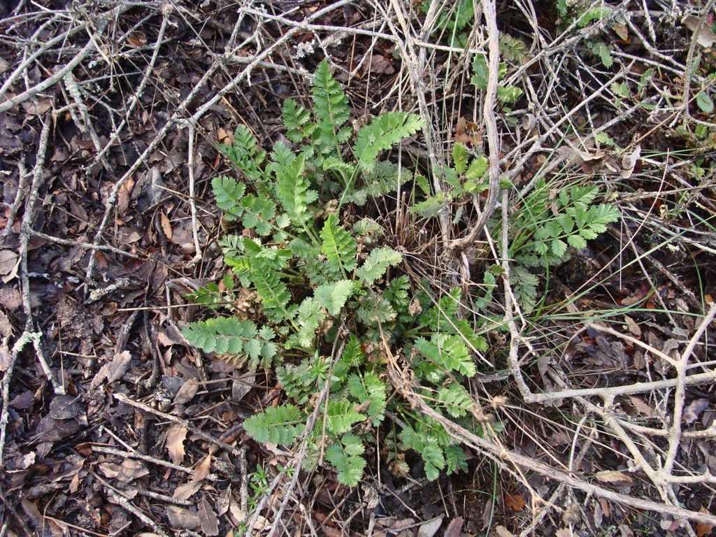 Horkelia cuneata cuneata from Newport Coast, Newport Beach, CA, USA on ...