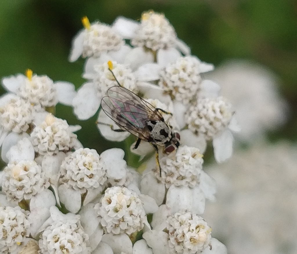 Anthomyia from St Petersburg, Russia, 199226 on August 23, 2020 at 03: ...