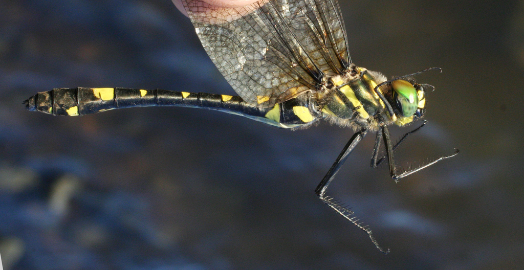 Macromia daimoji from Russia, Khabarovskiy Kray, Khabarovsk District ...