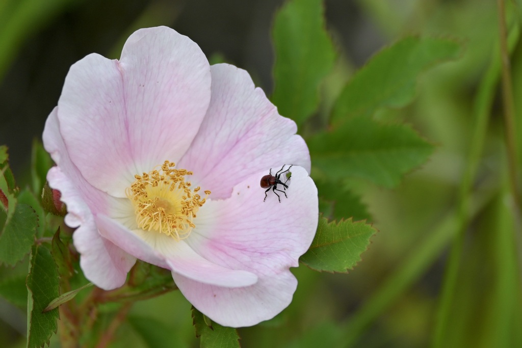Western Rose Curculio from Northwest Calgary, Calgary, AB, Canada on ...
