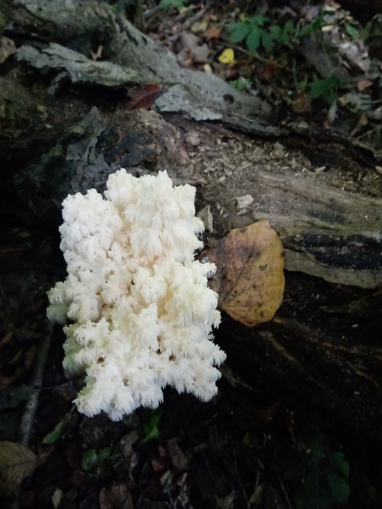 Bear's Head Tooth from Penn Township, IN, USA on August 23, 2020 at 09: ...