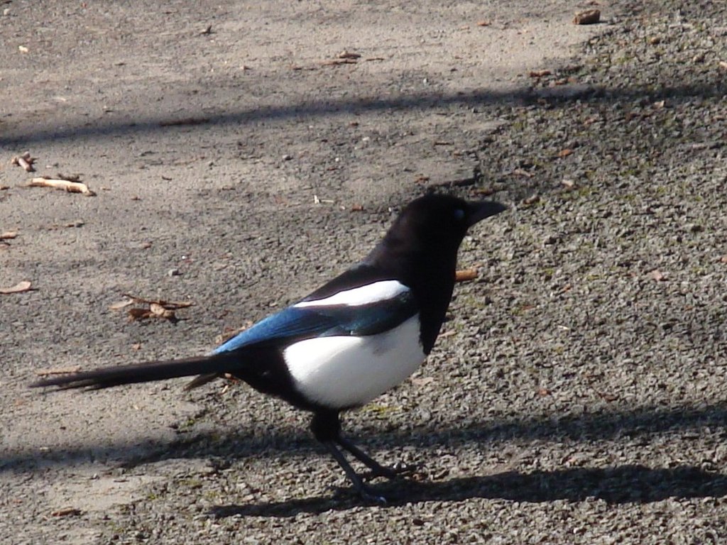 Eurasian Magpie from Sefton Park, Liverpool, Merseyside, North West ...