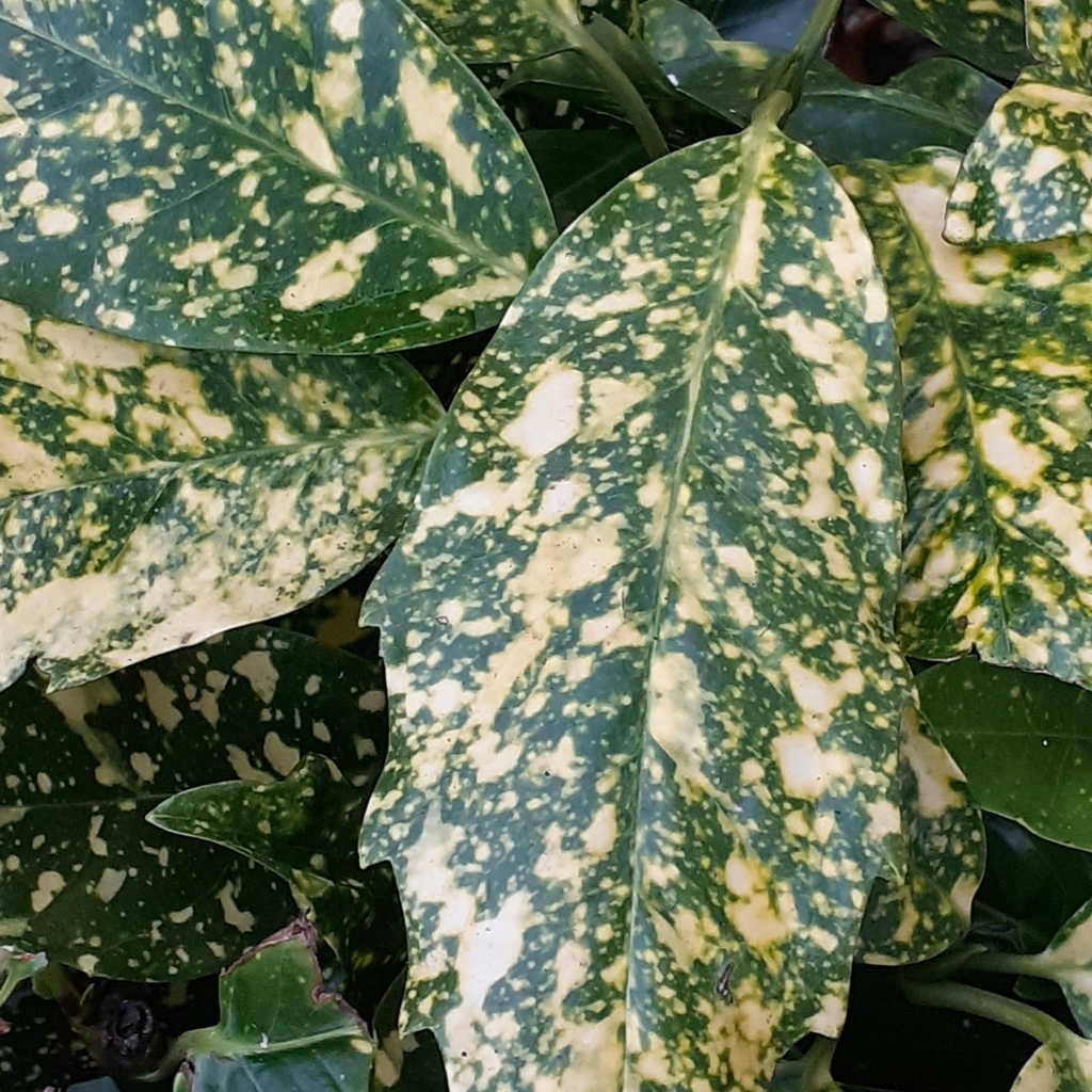 Aucuba ringspot virus from Town Centre, Crawley, UK on August 23, 2020 ...