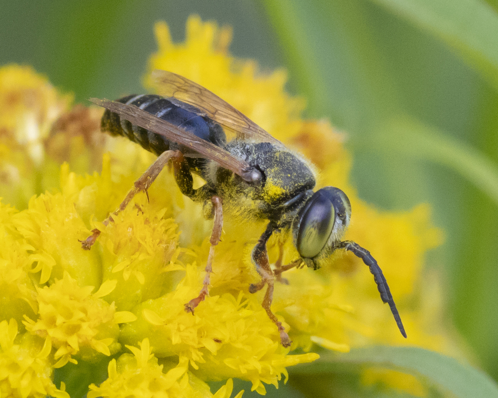Sand-Loving Wasps (Flora and Fauna of Hemet and San Jacinto, California ...