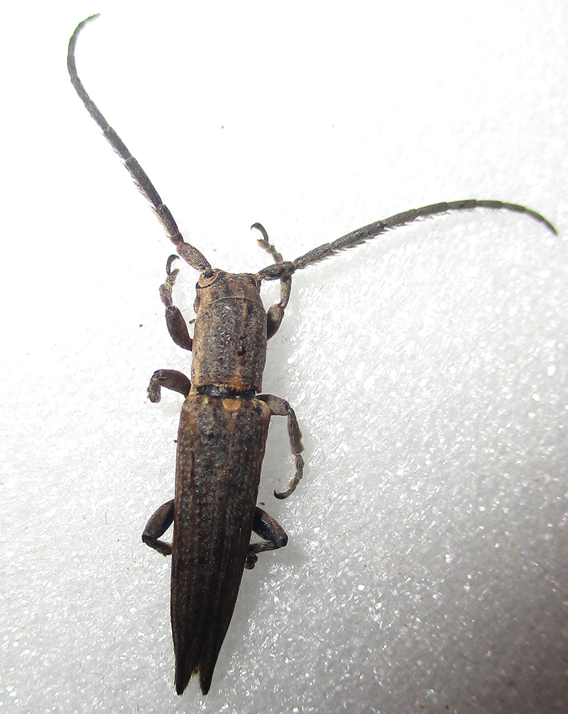 Aethiopia elongata (Cerambycidae (Longhorn Beetles) of Southern Africa ...