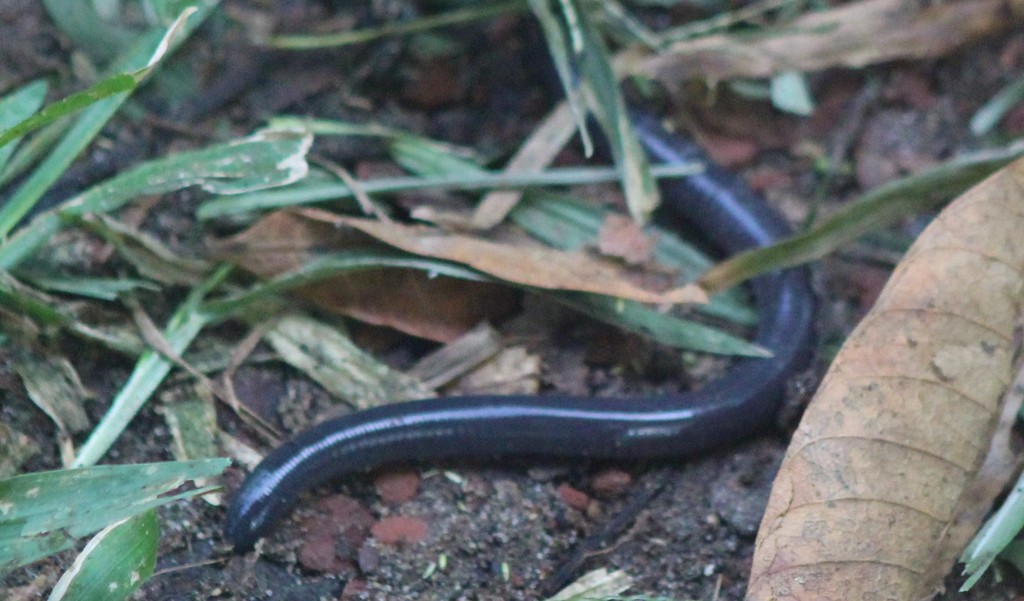 Mexican Caecilian from Santa Tecla, El Salvador on August 16, 2020 at ...
