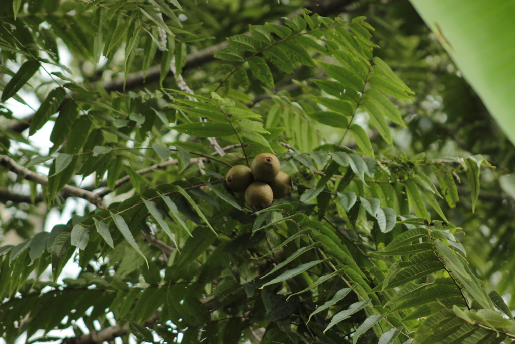 (Juglans mexicana) - Botanical Realm