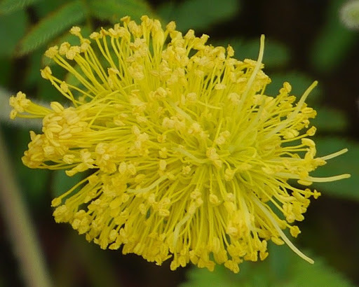 Yellow Puff (ANC Plants) · iNaturalist