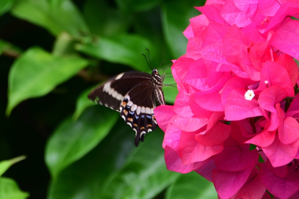 Fuscous Swallowtail from Île Sakao (Khoti), , Vanuatu, VU on July 14 ...