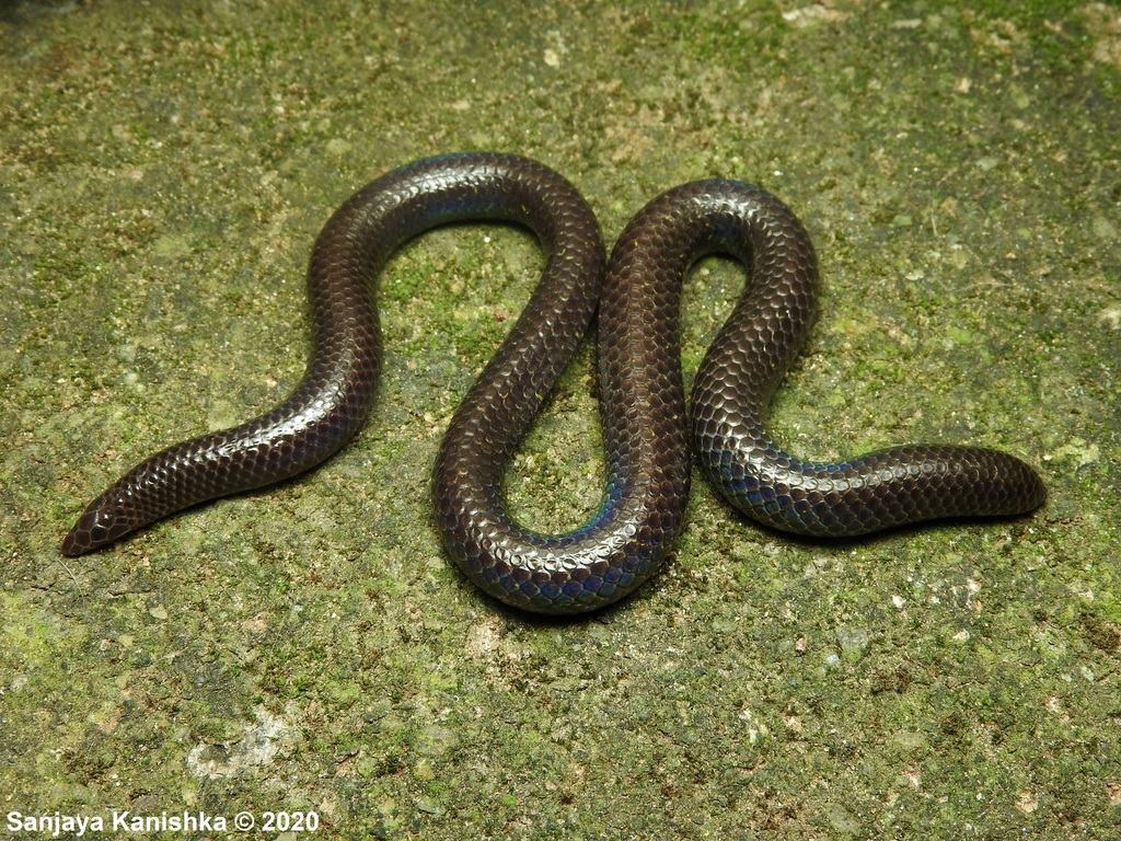 Roshan Perera's Shieldtail in August 2020 by Sanjaya Kanishka · iNaturalist