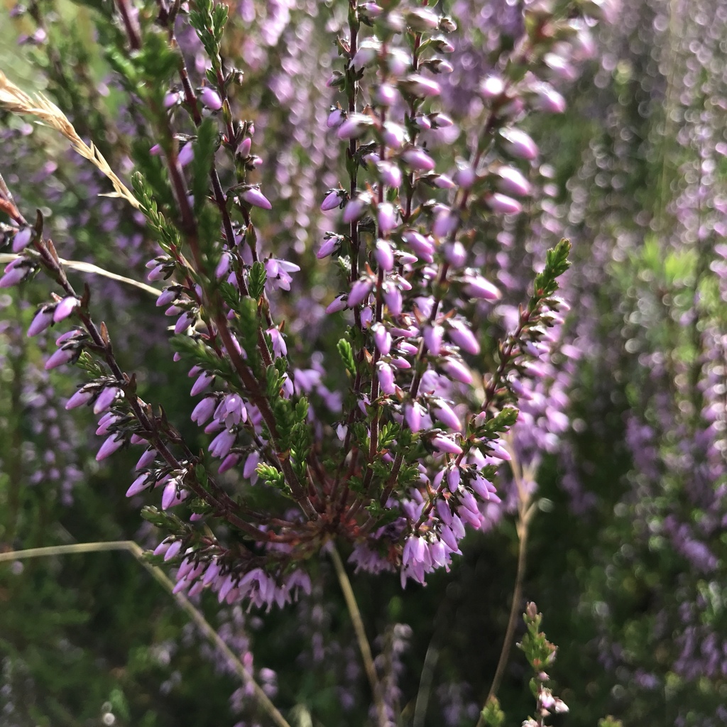 common heather from Dyreparkveien, Kristiansand S, Vest-Agder, NO on ...