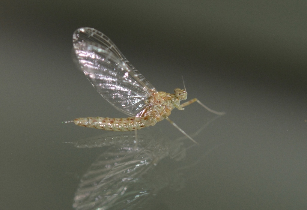 Pond Olive in August 2020 by Bridget Spencer · iNaturalist