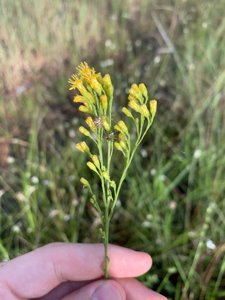 Florida Keys Goldenrod in August 2020 by Noah Frade · iNaturalist