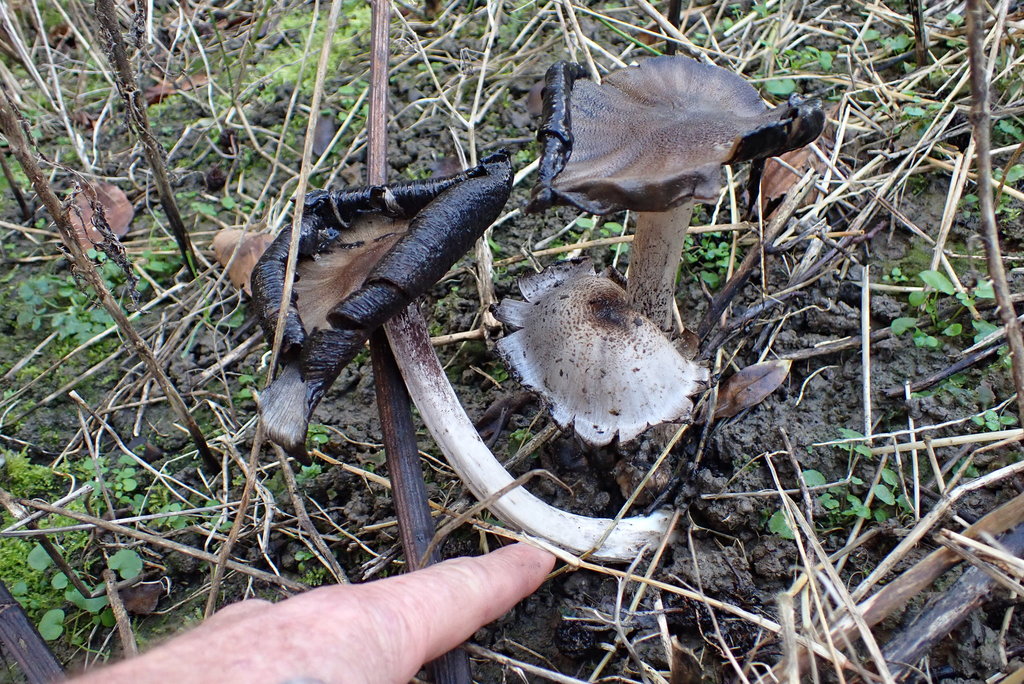 Common Ink Cap from Nelson, New Zealand on August 8, 2020 at 03:06 PM ...