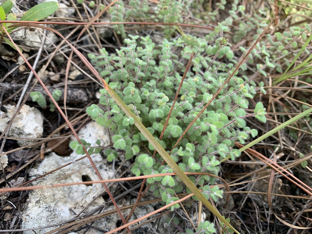 Pineland Sandmat in August 2020 by Noah Frade · iNaturalist