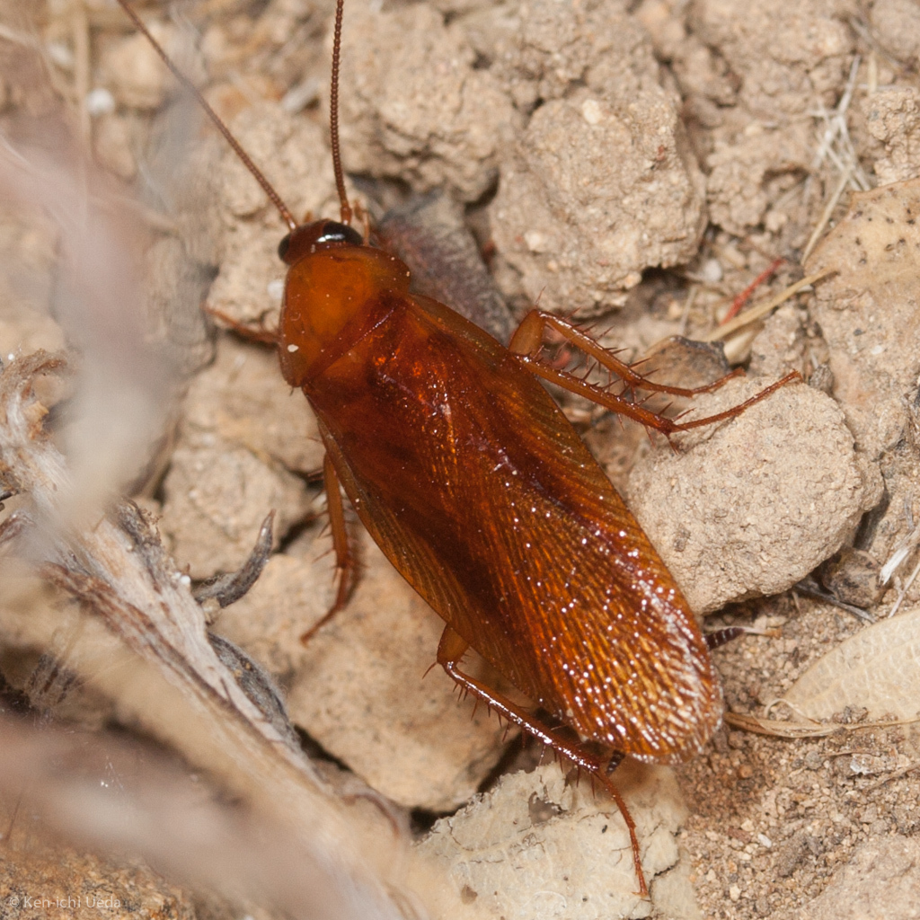 Western Wood Cockroach (Cockroaches and Termites of the United States ...