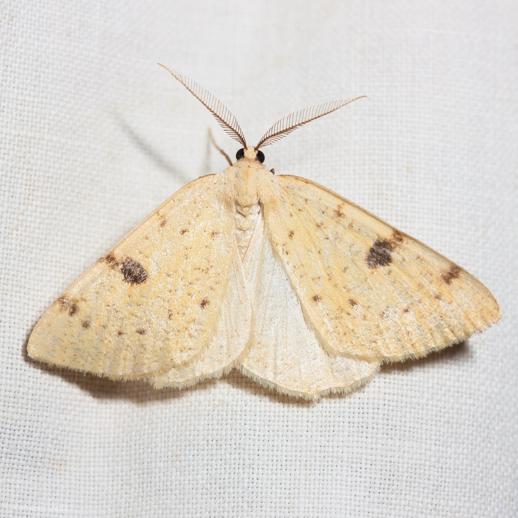 Sulphur Moth (Moths of Montana, USA) · iNaturalist