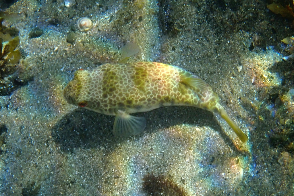 Common Toadfish (Tetractenos hamiltoni) - Marine Life Identification