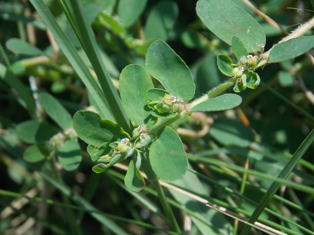 Spreading Broomspurge in August 2020 by Aidan Campos · iNaturalist