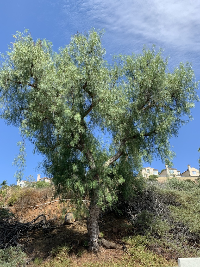 Peruvian Pepper Tree from Scripps Ranch Blvd, San Diego, CA, US on ...