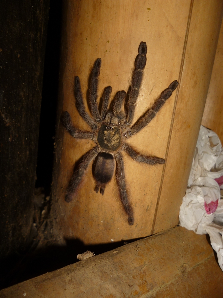 Ghost Tree Tarantula from Acevedo, Miranda, Venezuela on February 2 ...
