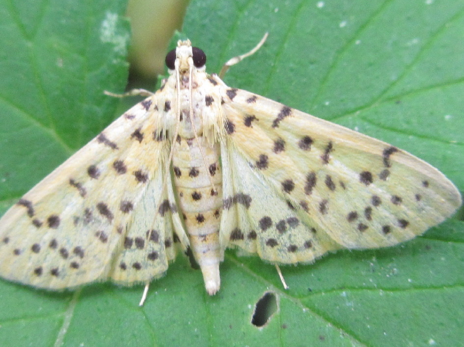 Yellow Peach Moth (Lepidoptera of the Sunshine Coast) · iNaturalist