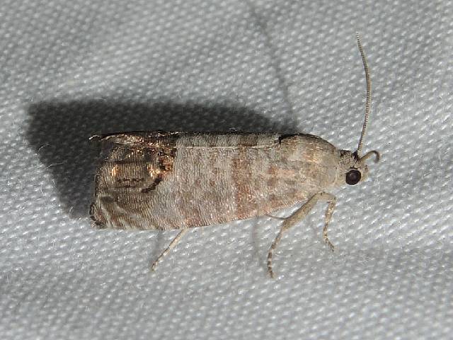 Codling Moth in August 2020 by privatenoaccess · iNaturalist