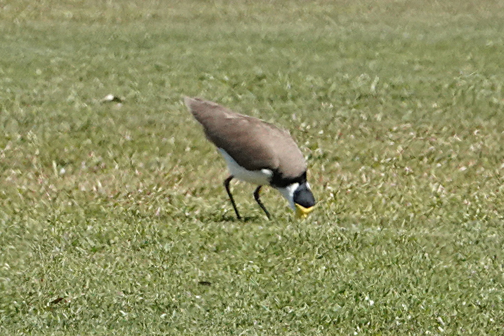 Black-shouldered Masked Lapwing from Henry Ziegenfusz Park, Brisbane ...