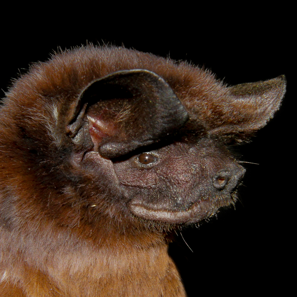 Guianan bonneted bat from Gurupi - TO, Brasil on May 21, 2014 at 08:15 ...