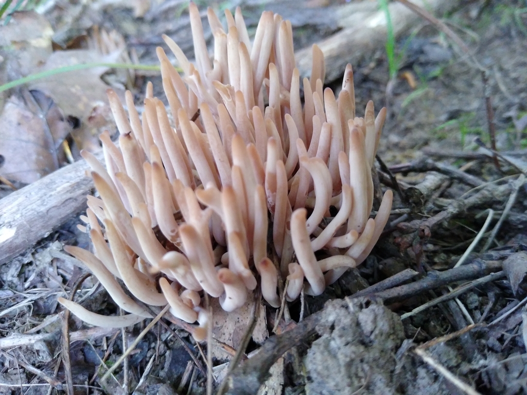 Smoky Spindles from Ripley County, US-IN, US on August 23, 2020 at 06: ...