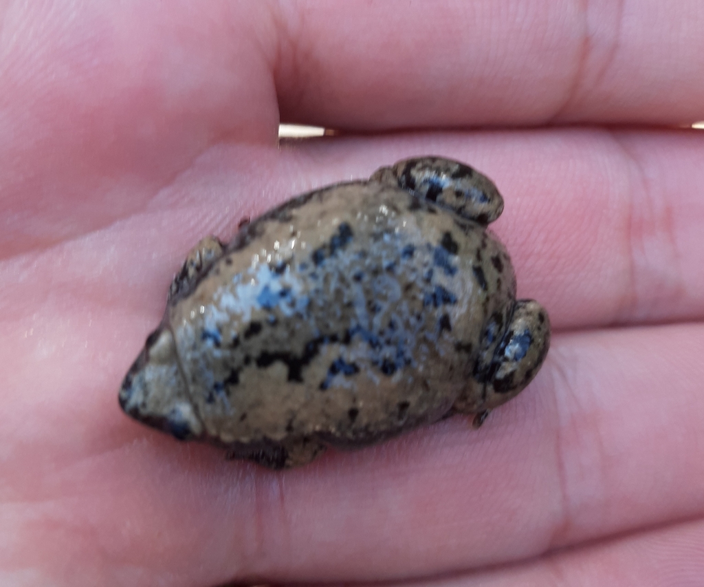 Eastern Narrow-mouthed Toad from Humble, TX 77339, USA on August 23 ...