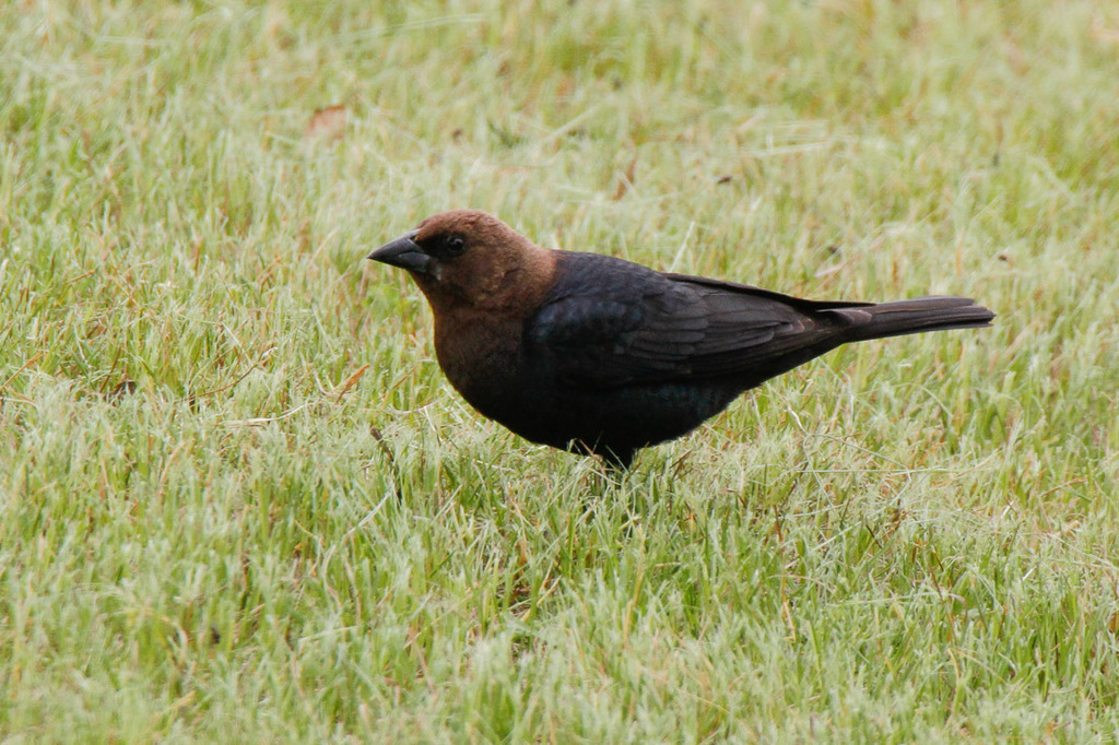 Tordo cabeza café (Aves en Cosalá) · iNaturalist