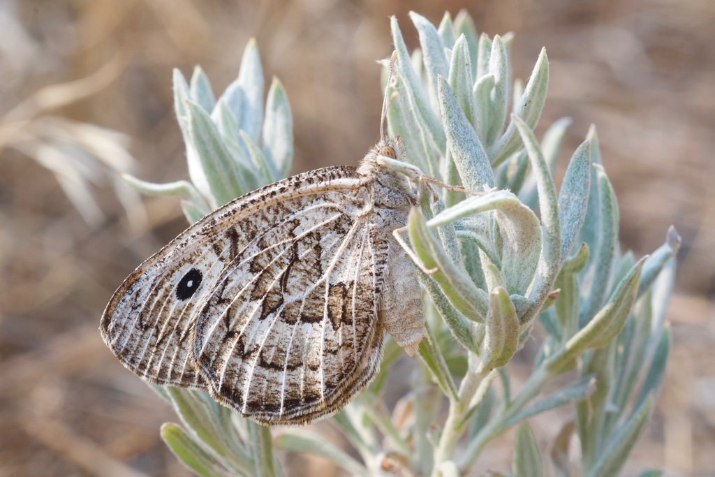 Ridings' Satyr (Yosemite National Park Butterfly Guide 🦋) · iNaturalist