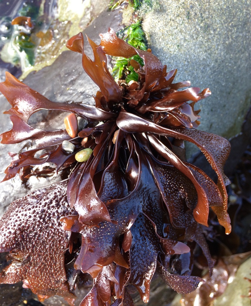encrusting red algae (Mastocarpus) - Botanical Realm