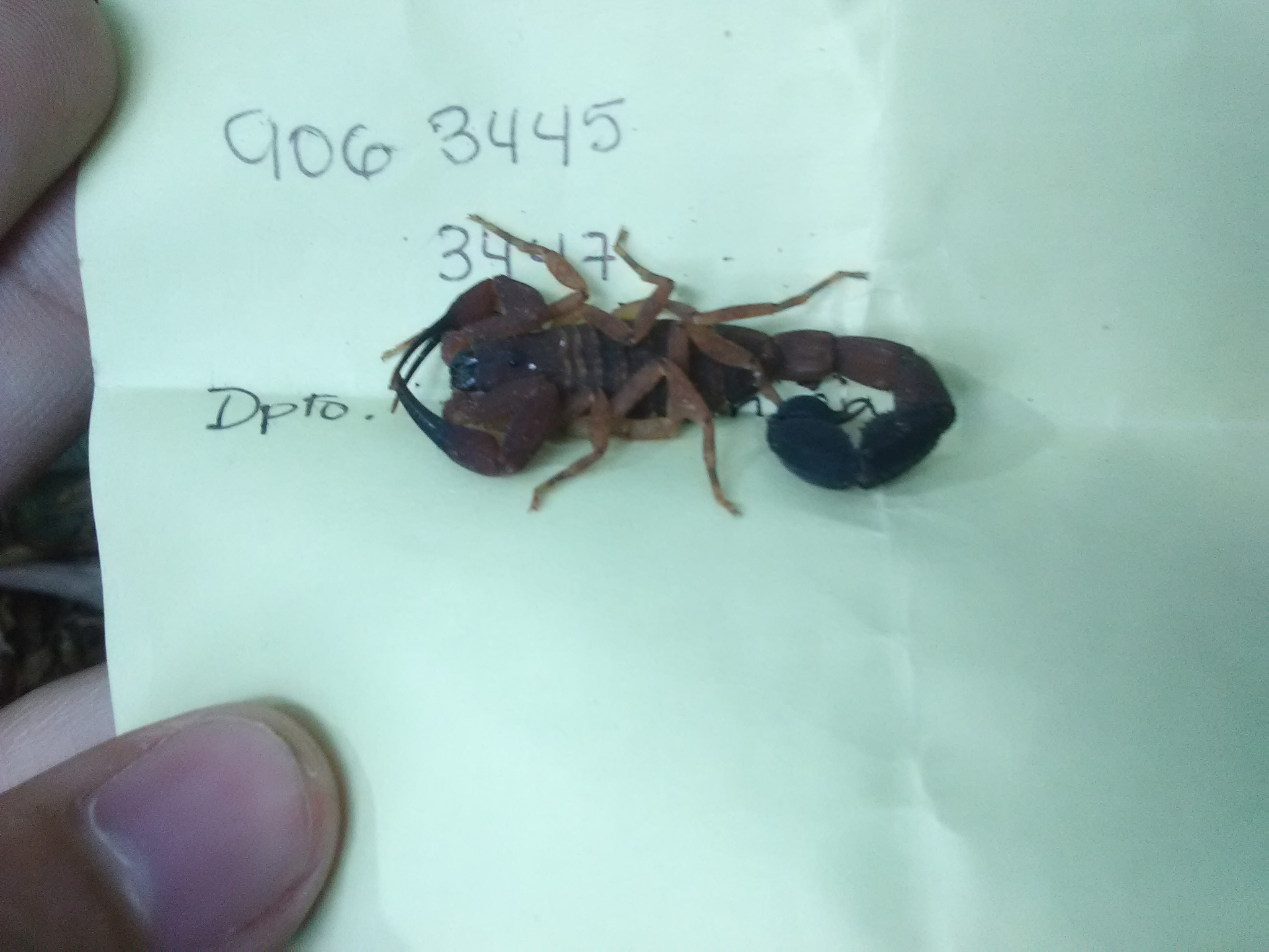 Tityus discrepans (Karsch, 1879)