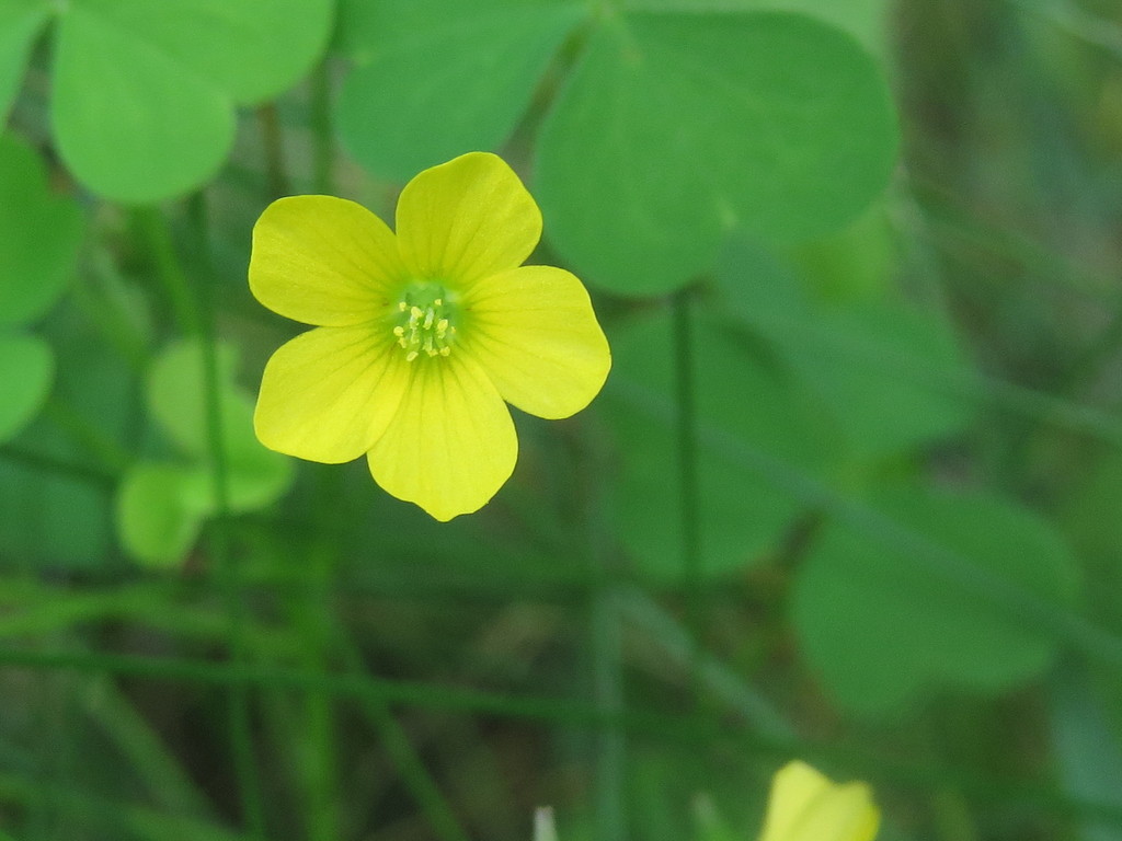 upright yellow woodsorrel (Oxalis stricta) - Botanical Realm