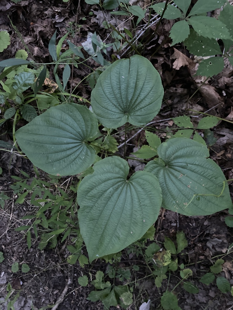 wild yam from Carrolton Rd, Rockville, MD, US on August 23, 2020 at 07: ...